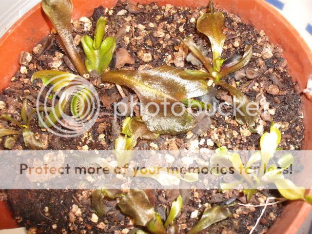 Put VFT's out, think the freeze got to them - FlyTrapCare Forums